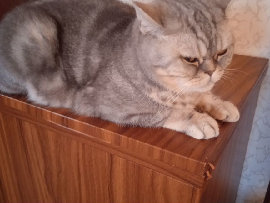 Кошка британка