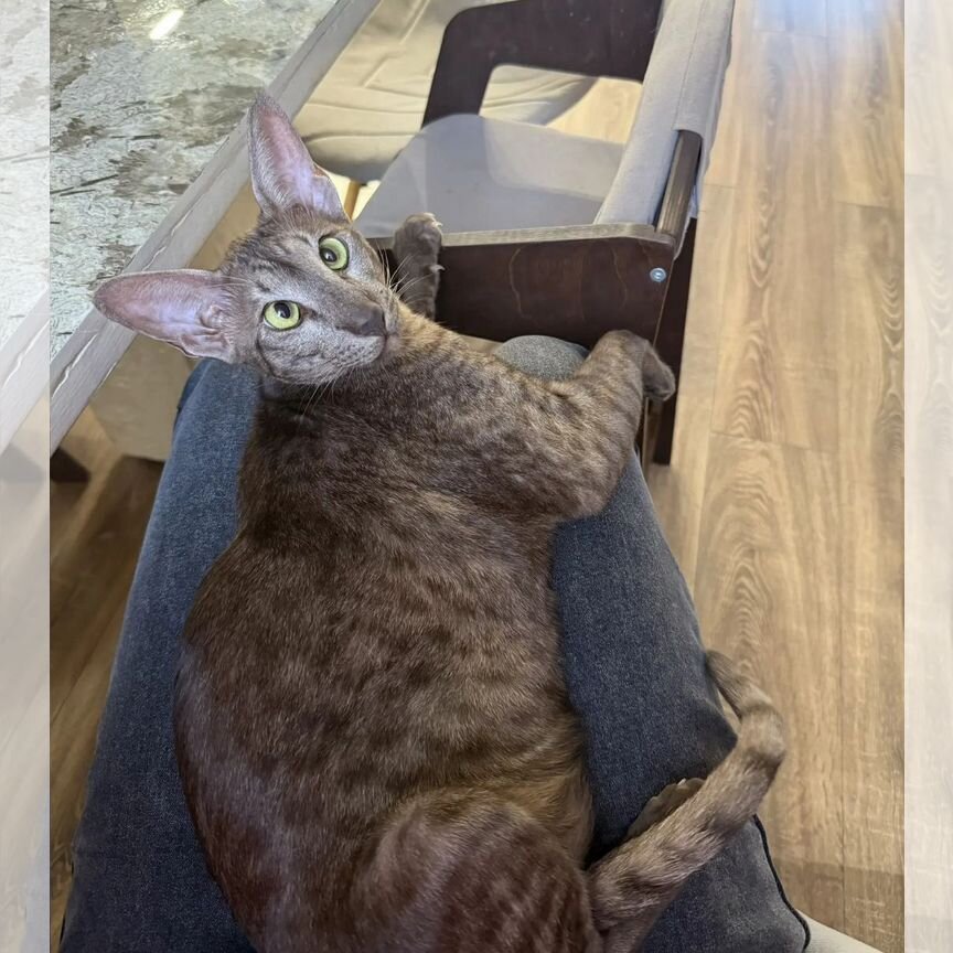 Ориентальная, взрослая кошка