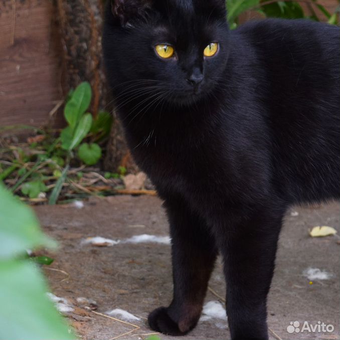 Чёрная кошка шикарная красивая добрая