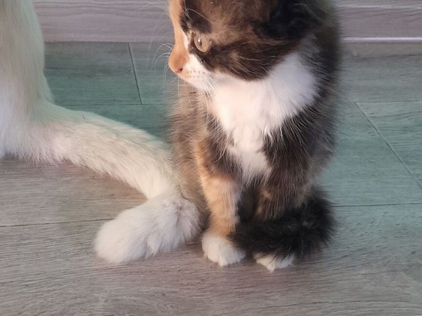 2 котёнка 1,5 месяца