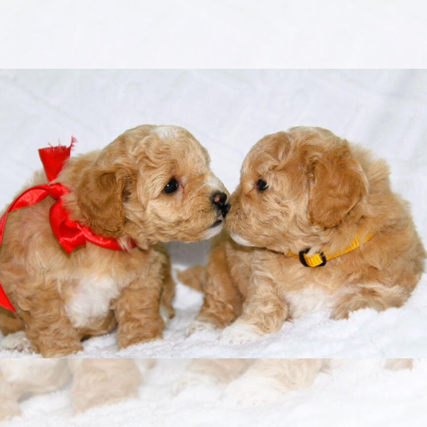 Бишон фризе, щенок