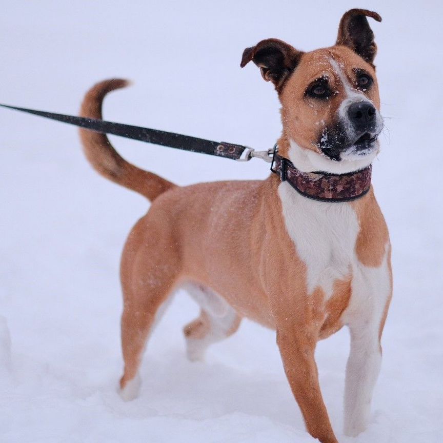 Американский стаффордширский терьер, взрослый пёс из приюта