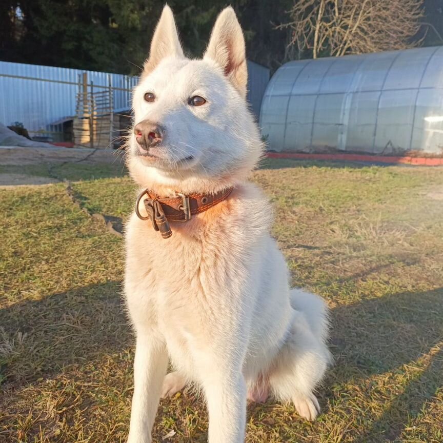 Русско-европейская лайка, щенок