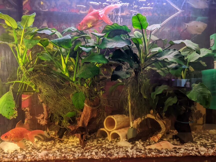 Анубиас Бартера (Anubias barteri var. barteri)