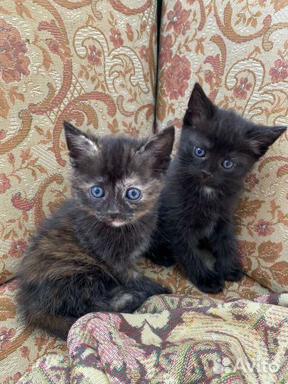 Котята 1.5 мес девочки