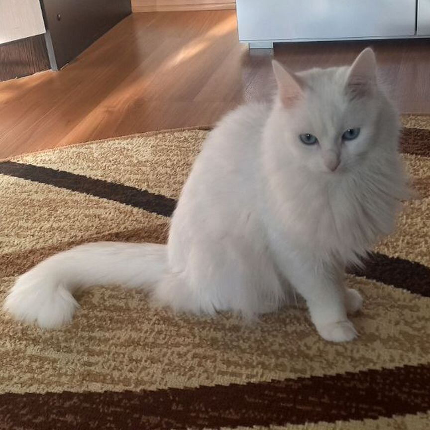 Отдам кошку,альбиноску в добрые руки