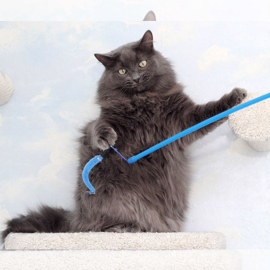 Взрослый кот в добрые руки