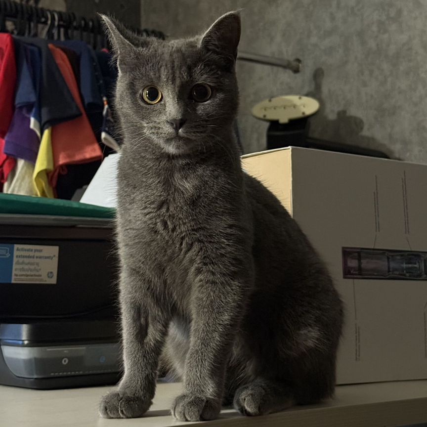 Сиамская кошка, взрослая