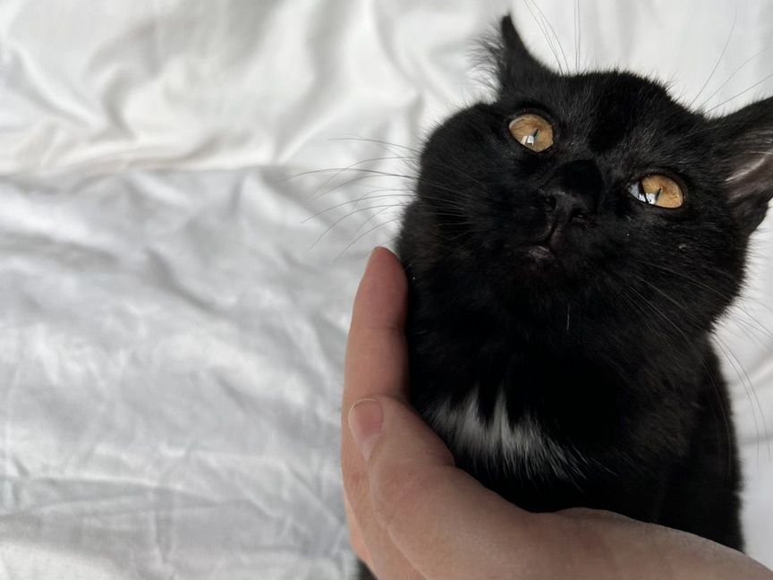 Котенок мальчик черный с бесплатной доставкой