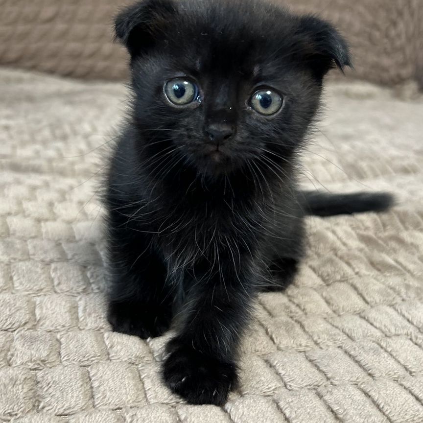 Шотландские вислоухие котята