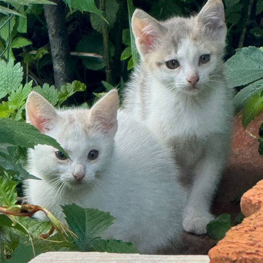 Котята в добрые руки бесплатно