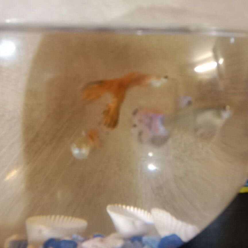 Рыбки гуппи