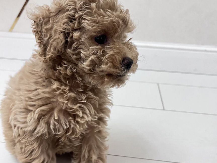 Мальтипу ф1 мини