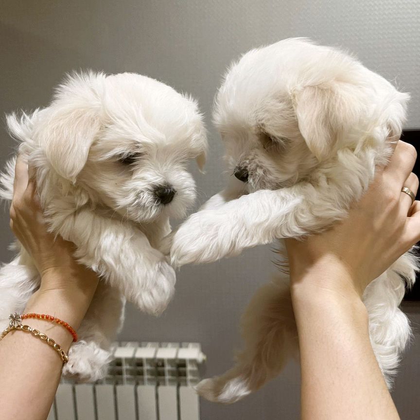 Мальтийская болонка