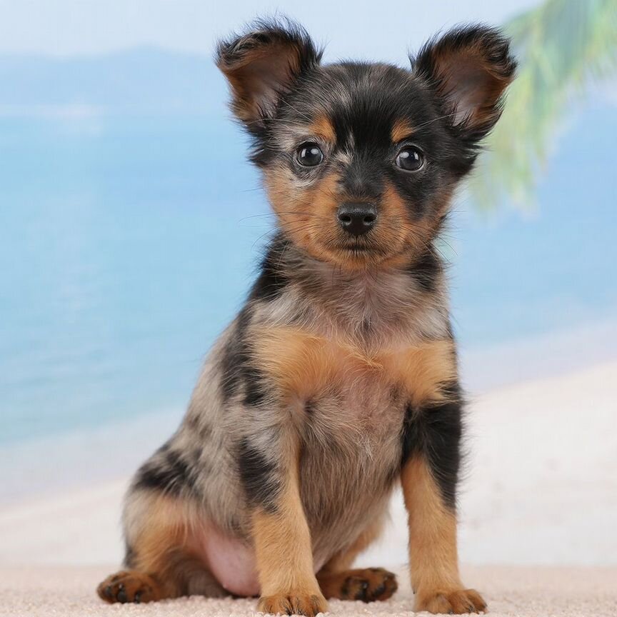 Пражский крысарик, щенок