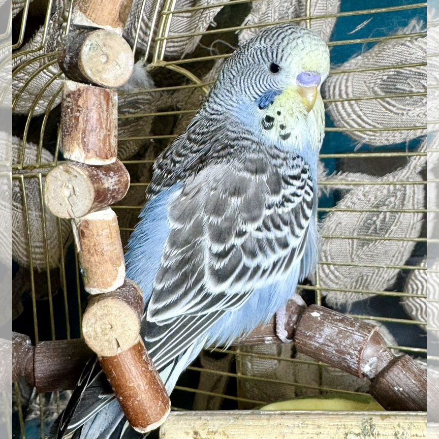 Выставочный волнистый попугай ввп Чех