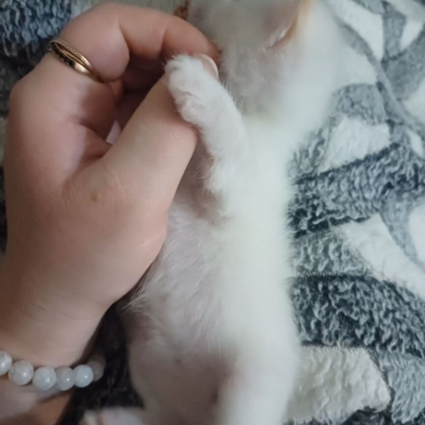 Котята разные окрасы