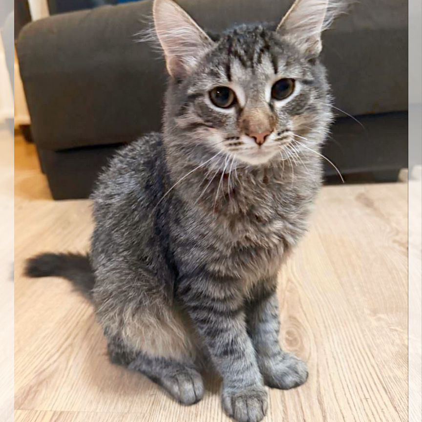 Котёнок от невской маскарадной кошки