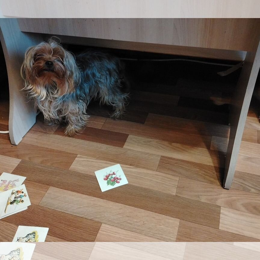 Йоркширский терьер, взрослая собака