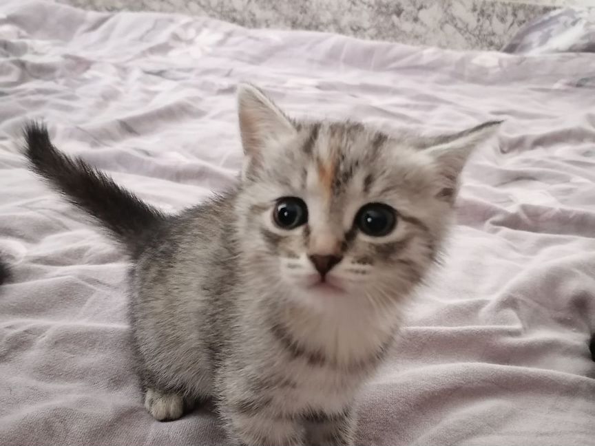 Шотландская