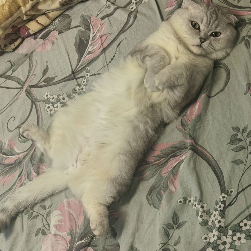 Шотландская вислоухая короткошёрстная, взрослая кошка