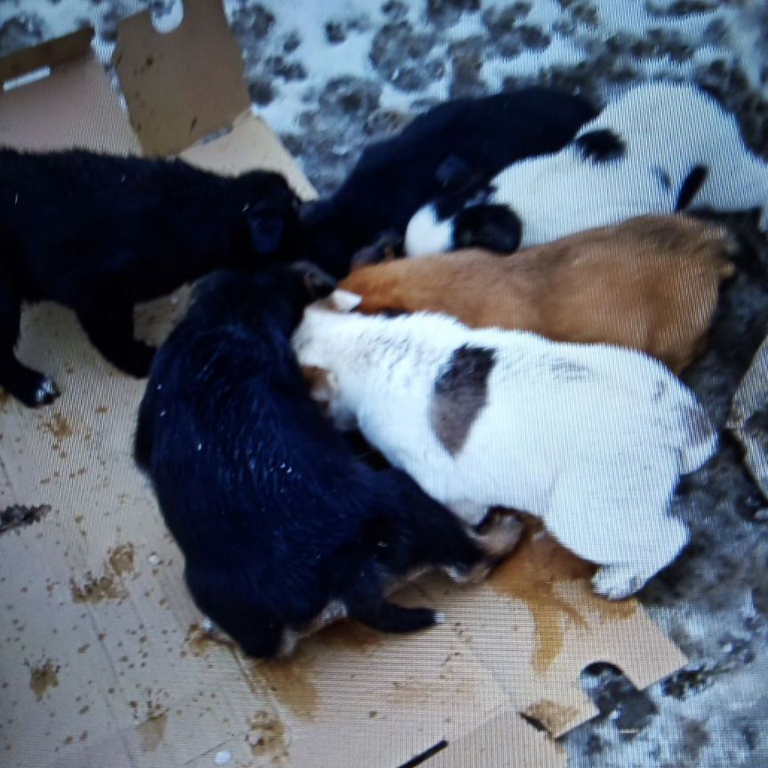 Щенок в добрые руки