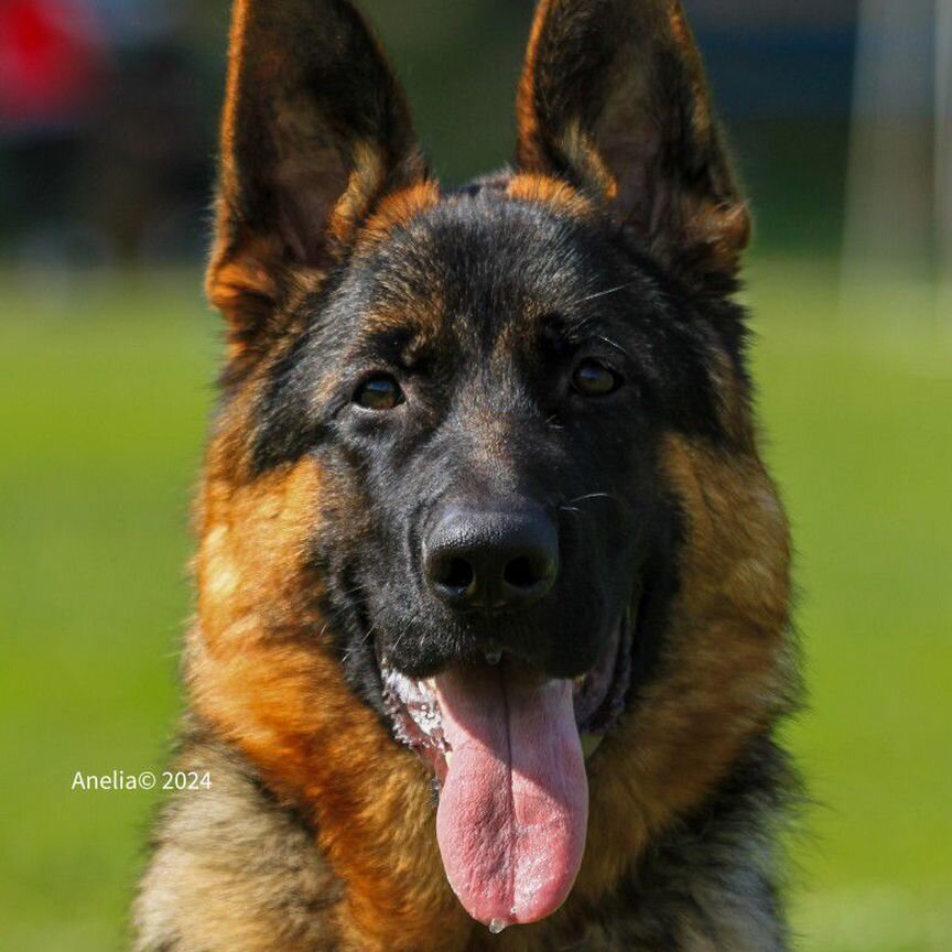 Немецкая овчарка