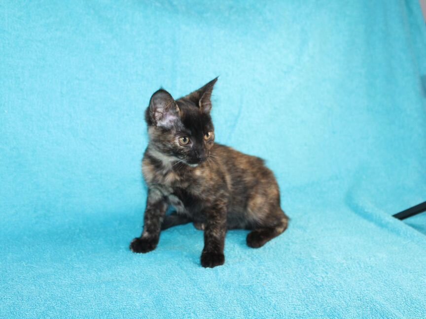 Котята метисы мейн-куна