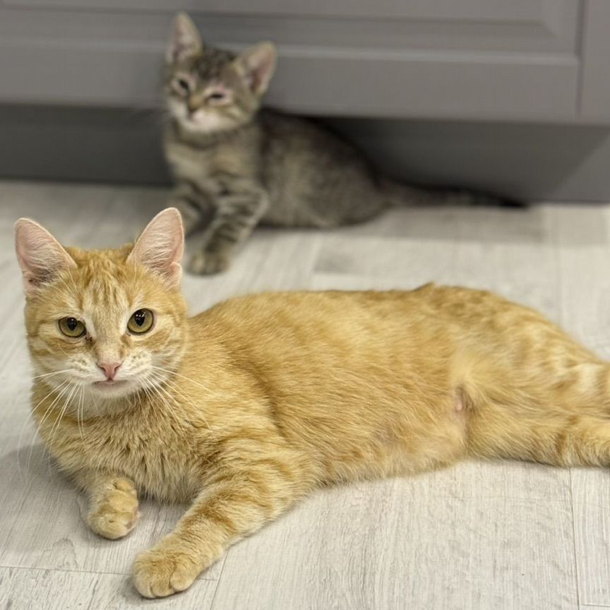 Кормящая кошка