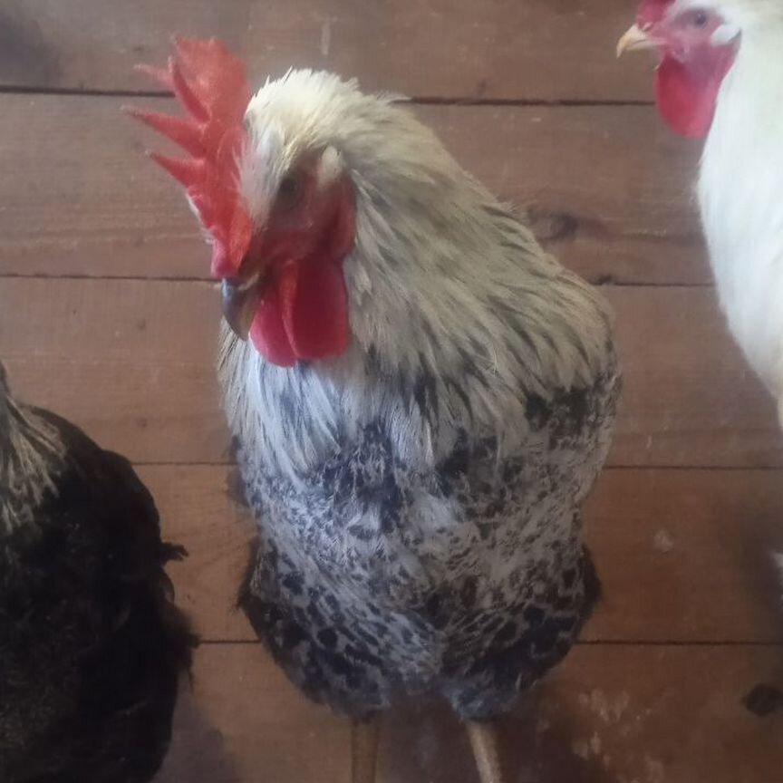 Юрловские голосистые петухи 6 мес