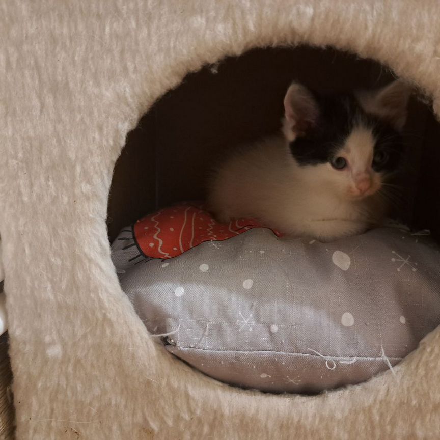 Котёнок Пират в добрые руки