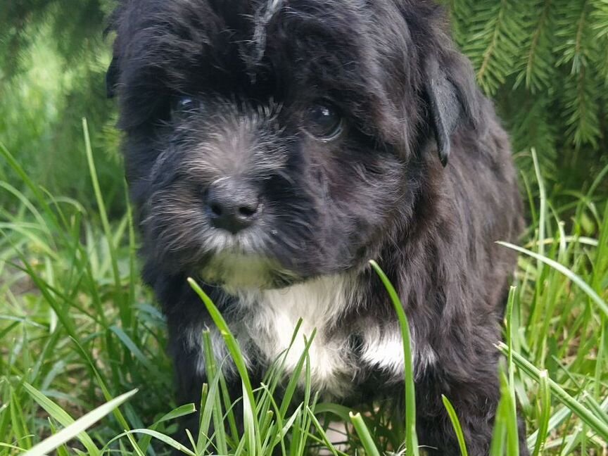 Цветные йорки