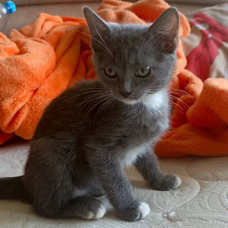 Отдам котят в добрые руки