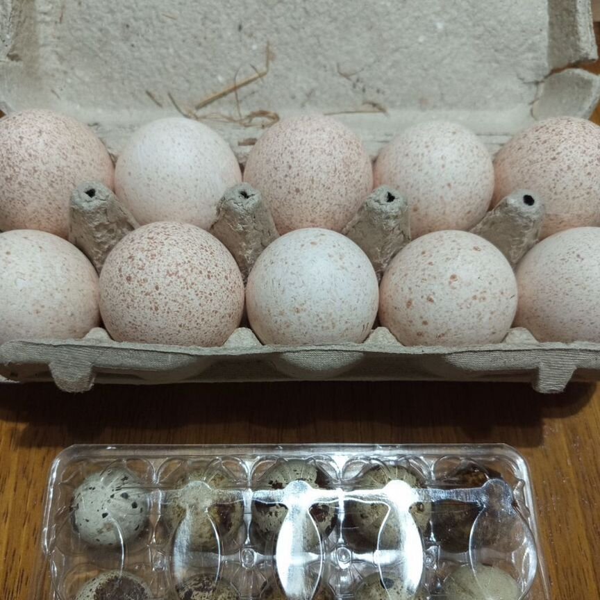 Яйцо Пока не птинцы