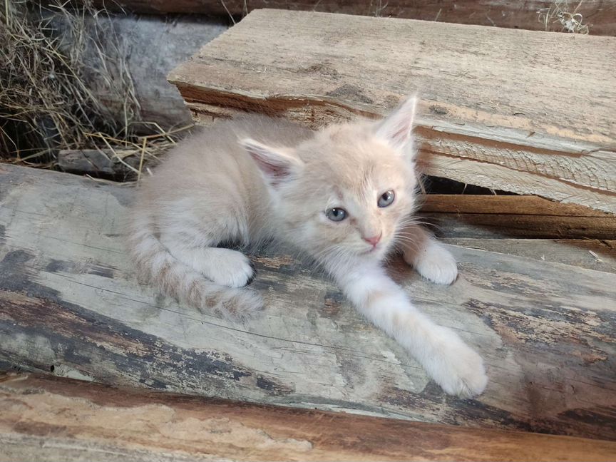 Кошка в дар бесплатно