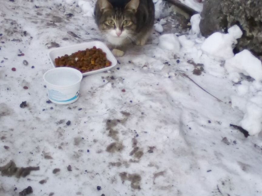 Обаятельная кошка ищет тёплый дом