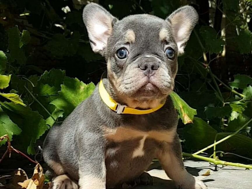 Французский бульдог голубая куколка