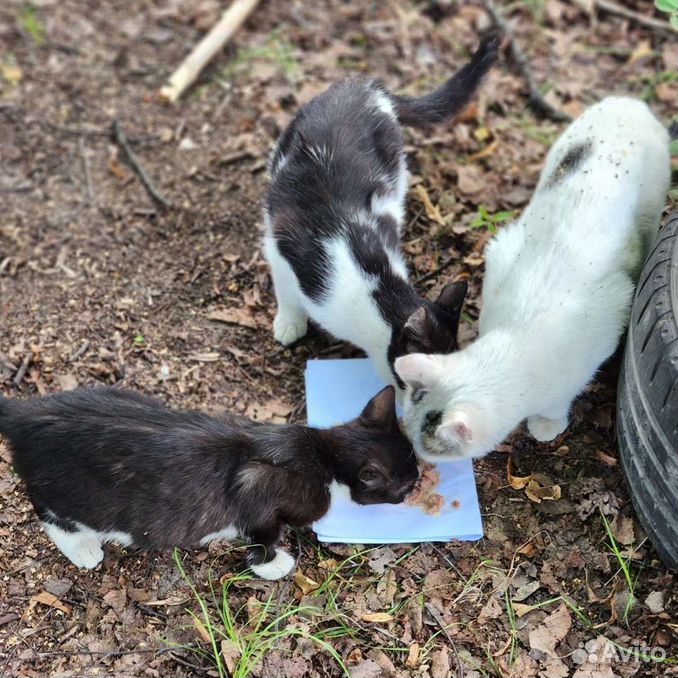 Замечательные котята ищут семью