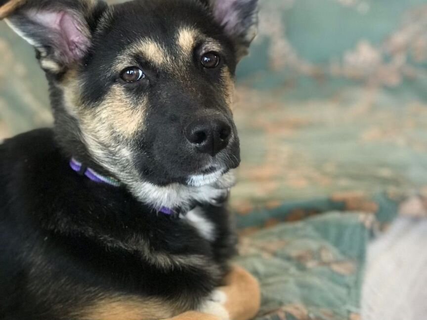 Жорж Сименон ждет своих хозяев