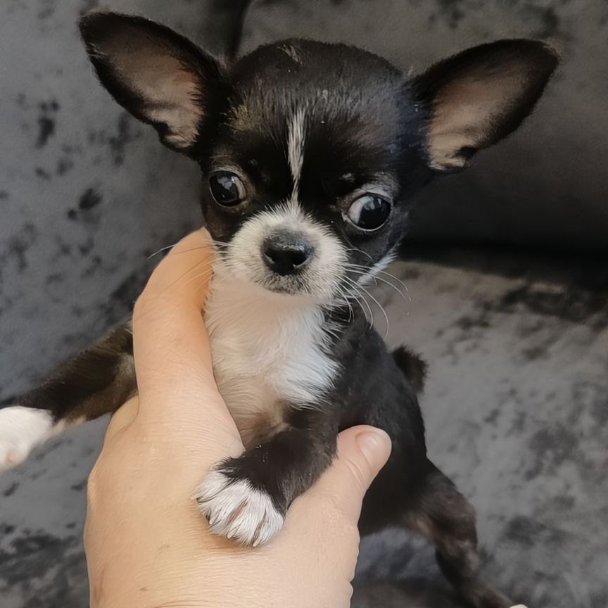 Чихуахуа, щенок