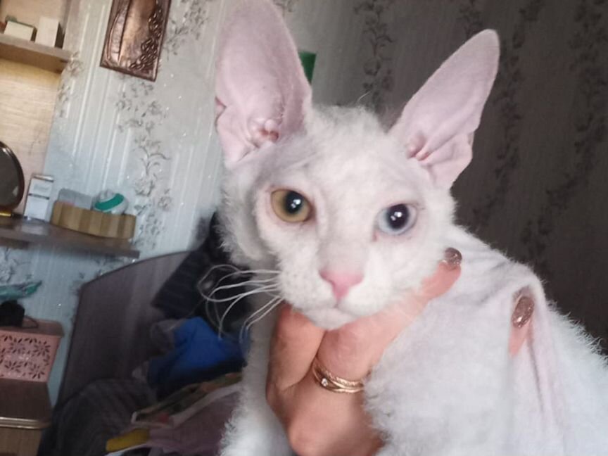 Разноглазая кошечка - метис