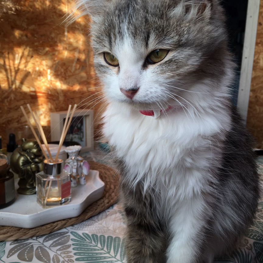 Котик в добрые руки