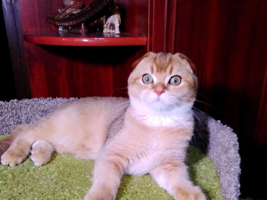 Котята золотая шиншилла с родословной