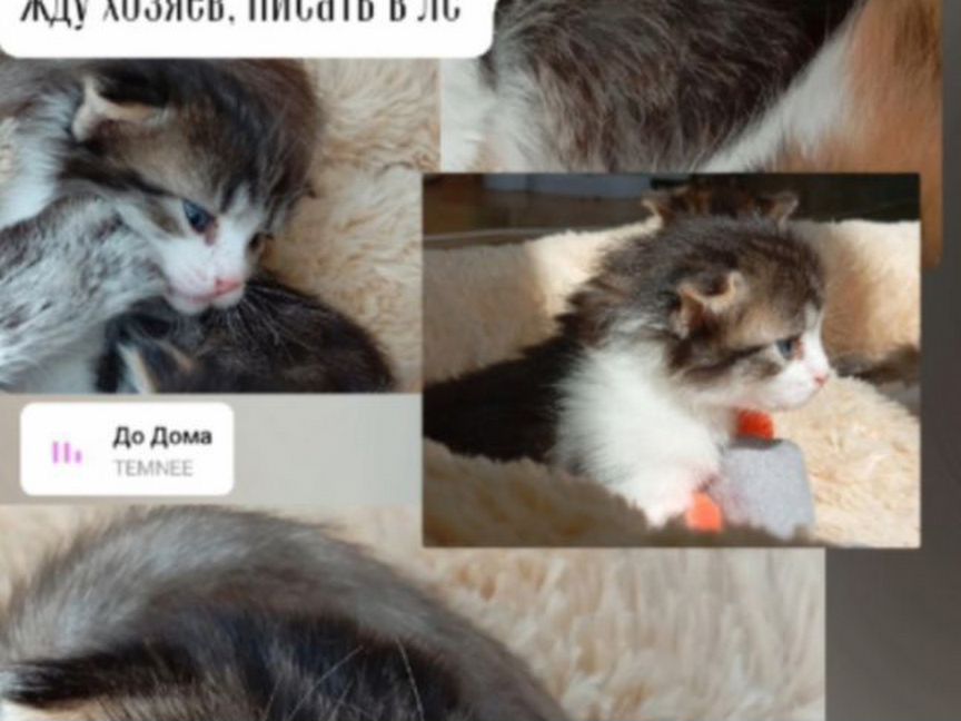 Котенок