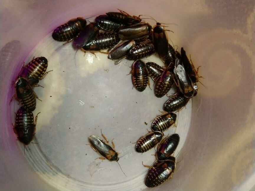 Кормовые насекомые