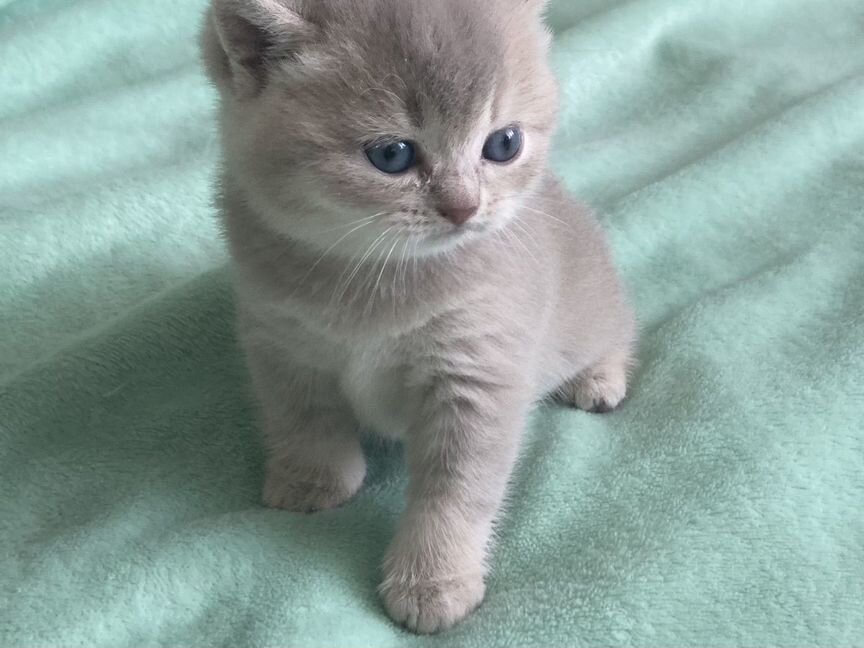 Шотландская шиншила