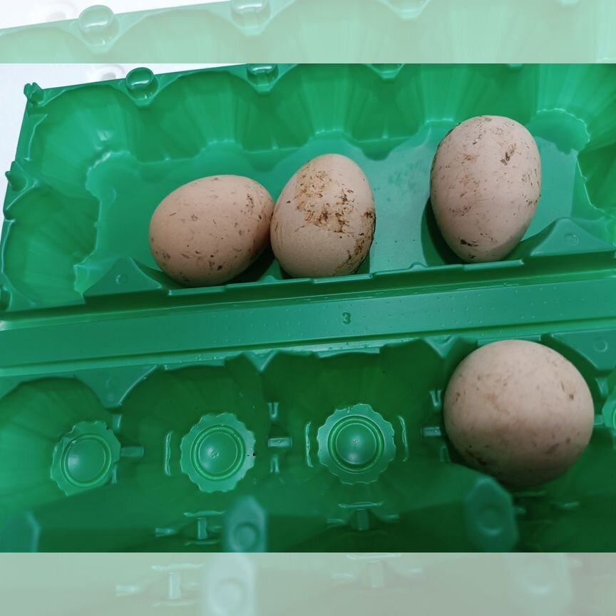 Яйцо цесарки Загорской белогрудой, мускусных уток