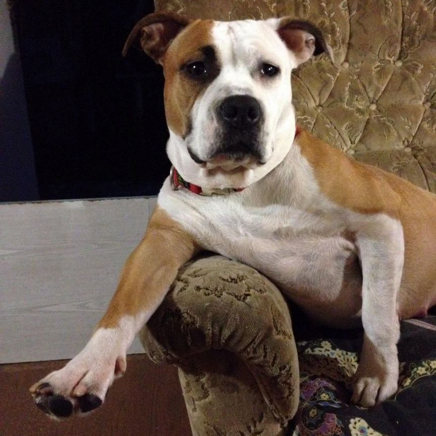 Стаффордширский терьер в добрые руки