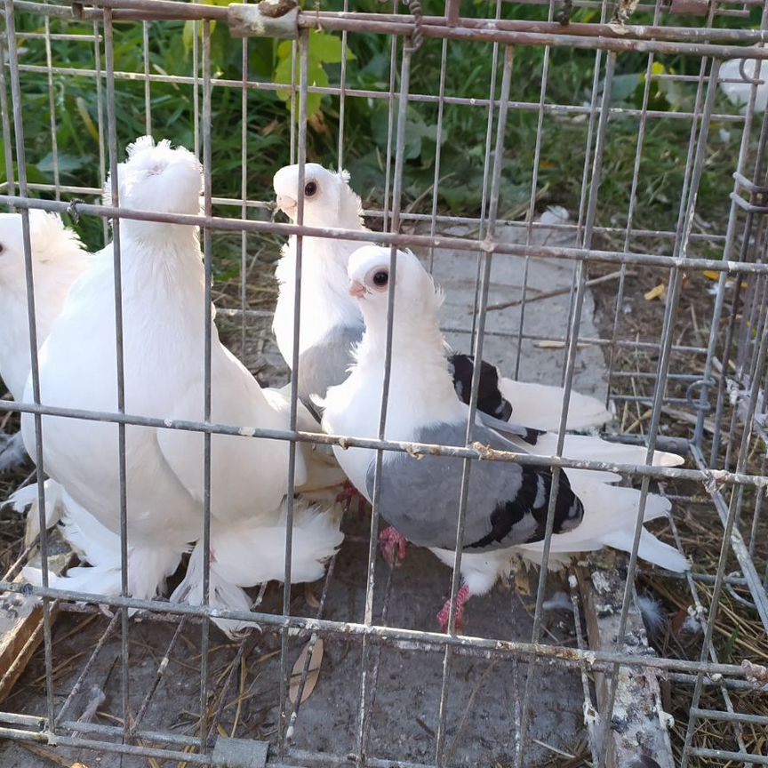 Голуби Доминиканы Сарачата Благодаринские