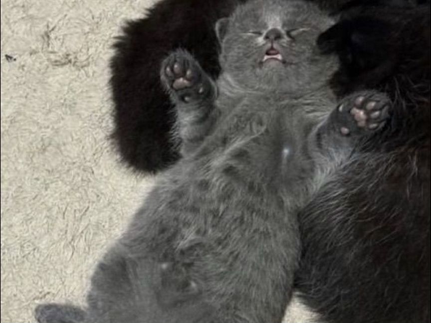 Шотландские вислоухие котята